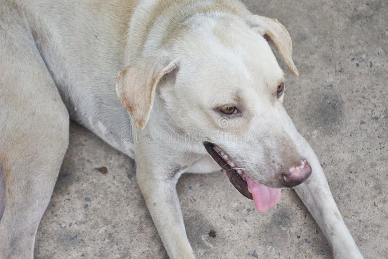 Stray dog stock image. Image of stop, stay, prostrate - 46130031