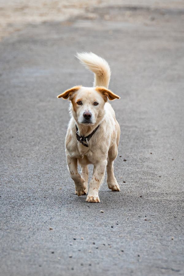 White Dog Portrait on the Road Stock Photo - Image of road, portrait ...