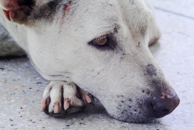 Stray White Dog Rest on Ground Stock Photo - Image of relax, rest ...