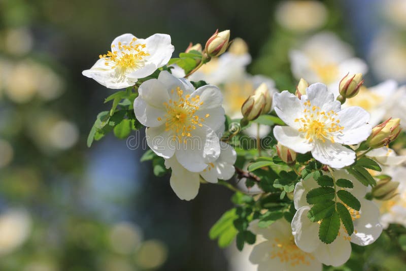 White flowers of dog-rose stock photo. Image of blooming - 40956364