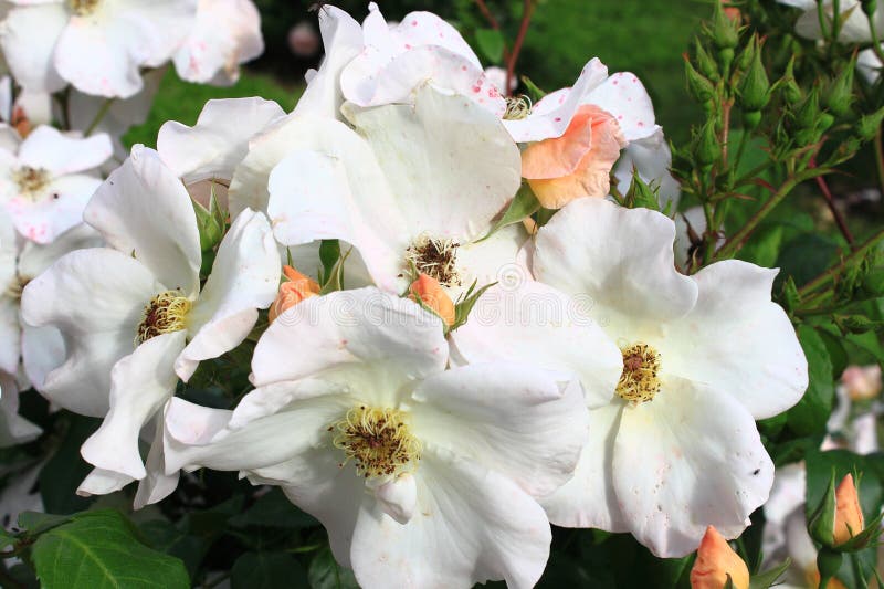 White dog rose flower stock image. Image of bloom, bright - 51155247