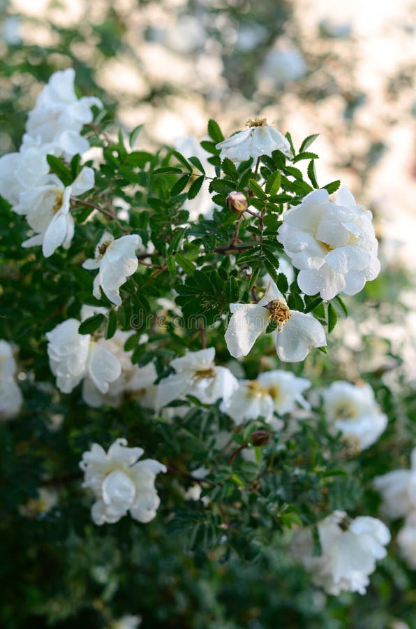 White Wild Roses Bush Puffy Flowers Stock Photos - Free & Royalty-Free ...