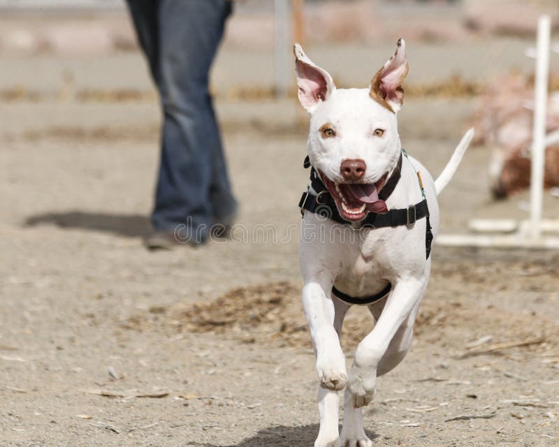 White dog running stock photo. Image of trials, running - 38076672