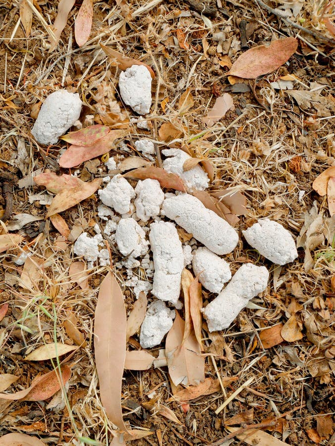 White dog s poop stock image. Image of smell, leaves - 67572111