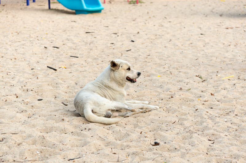 White Dog on the Sand Courts and Poor Eyesight Stock Image - Image of ...