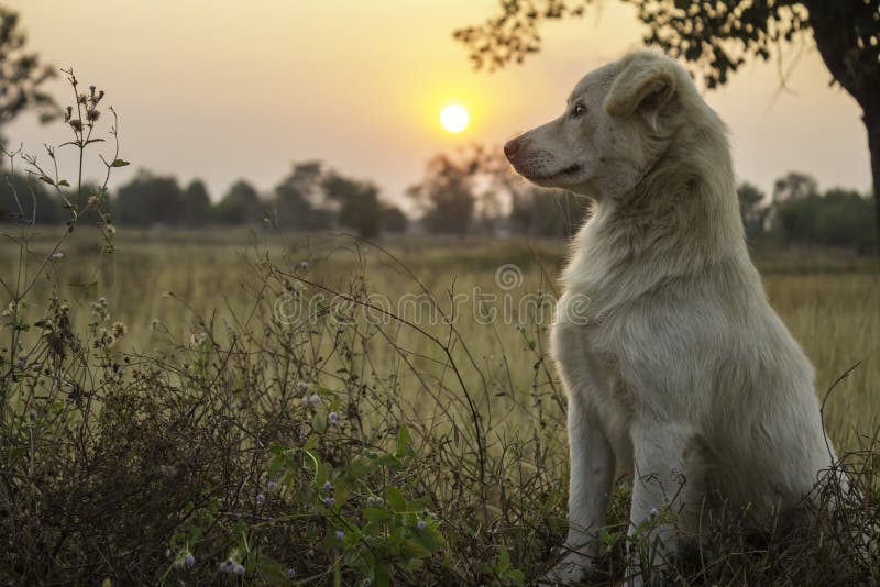 White dog stock image. Image of maltese, portrait, park - 169503447