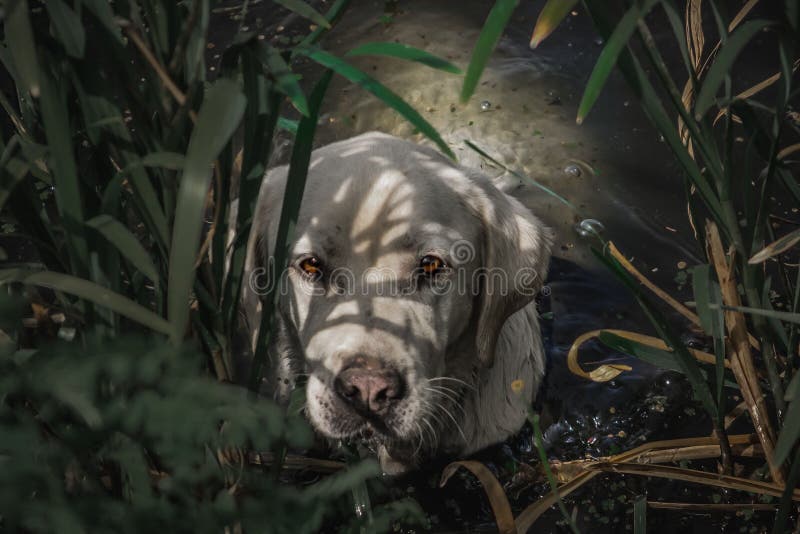 White Dog Sitting on a Field Looking Upwards Stock Photo - Image of ...