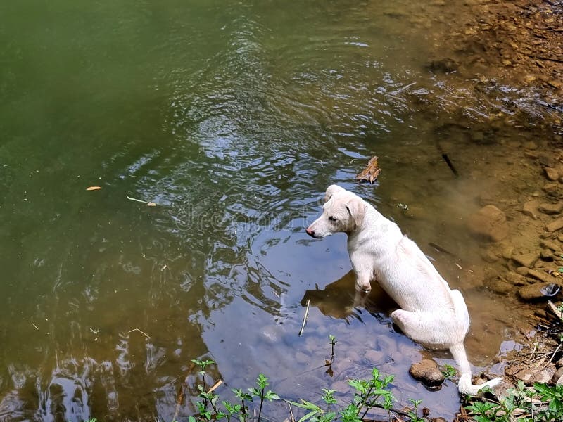 The White Dog Sitting in the Stream Stock Image - Image of wild, black ...