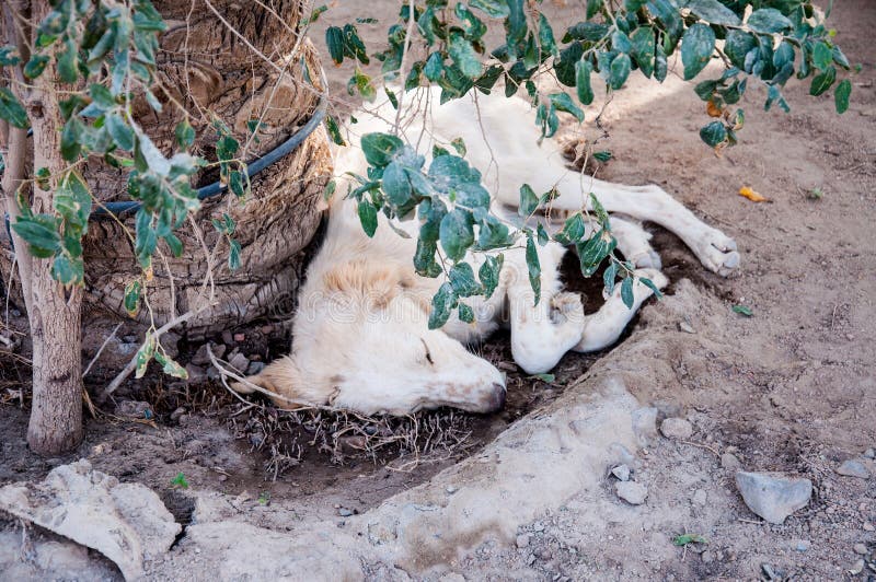 Lonely Dog Under Tree Stock Photos - Free & Royalty-Free Stock Photos ...