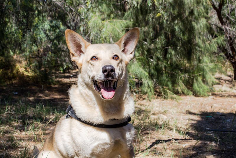 White dog smiling stock photo. Image of eyes, panorama - 197876366