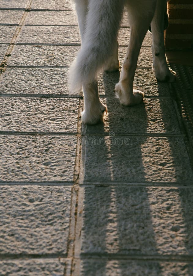 A White Dog is Sniffing a Brick Wall Stock Image - Image of dogs, home ...