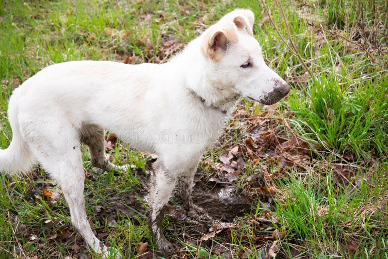 White Dog Stained in Mud among Green Grass Stock Photo - Image of white ...