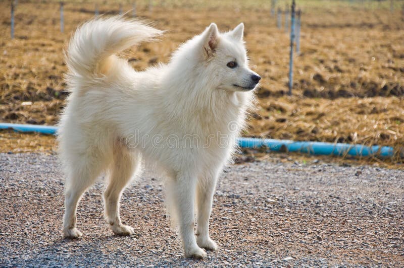 White Dog Standing in the Cultivation Farm Stock Photo - Image of ...