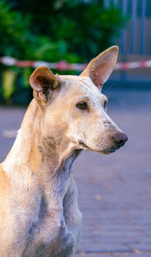 White Dog Standing and Looking Side Stock Photo - Image of fauna ...