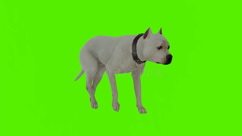 White Dog Walking from the Back Angle Stock Footage - Video of female ...