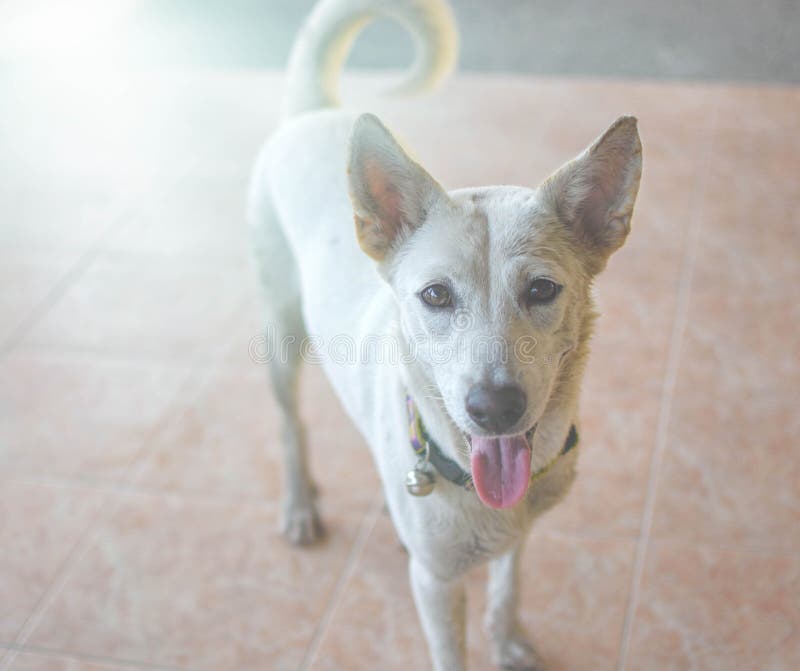 White Dog Walking on the Side of the Road Stock Photo - Image of brown ...