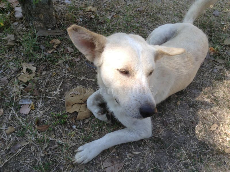 Lonely Dog Under The Tree stock image. Image of fauna - 58693203