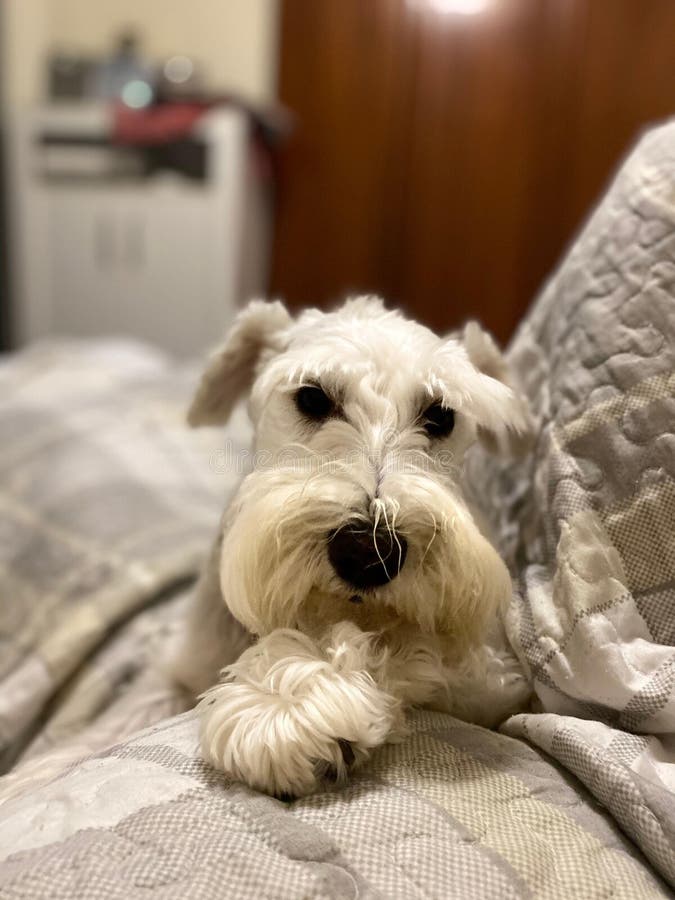 White dog watching stock image. Image of canidae, terrier - 357315641