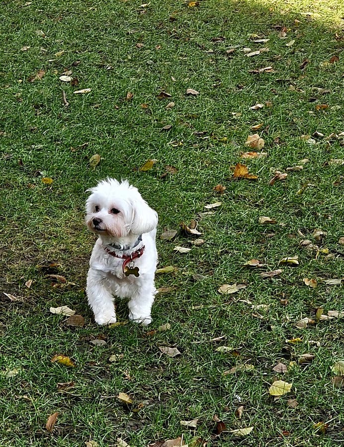 White dog is watching you stock photo. Image of funnydog - 330295366