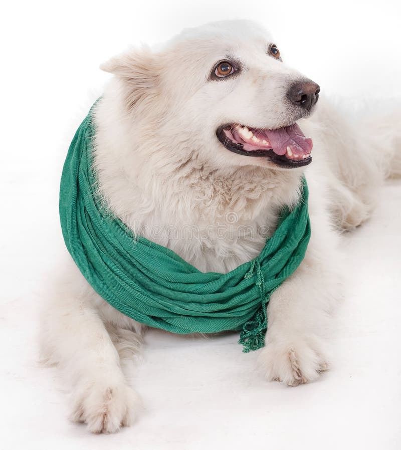 White Dog Wearing Green Muffler Scarf Stock Image - Image of green ...