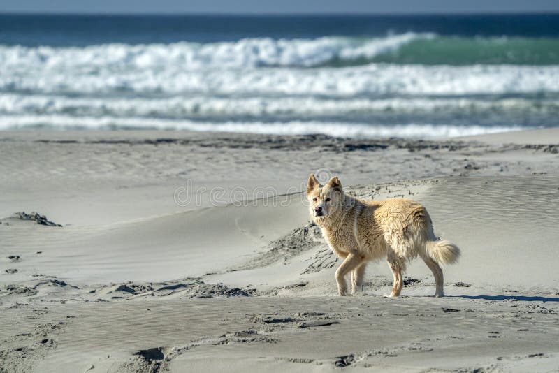 White Dog Wolf on the Beach of Pacific Ocean Stock Image - Image of ...