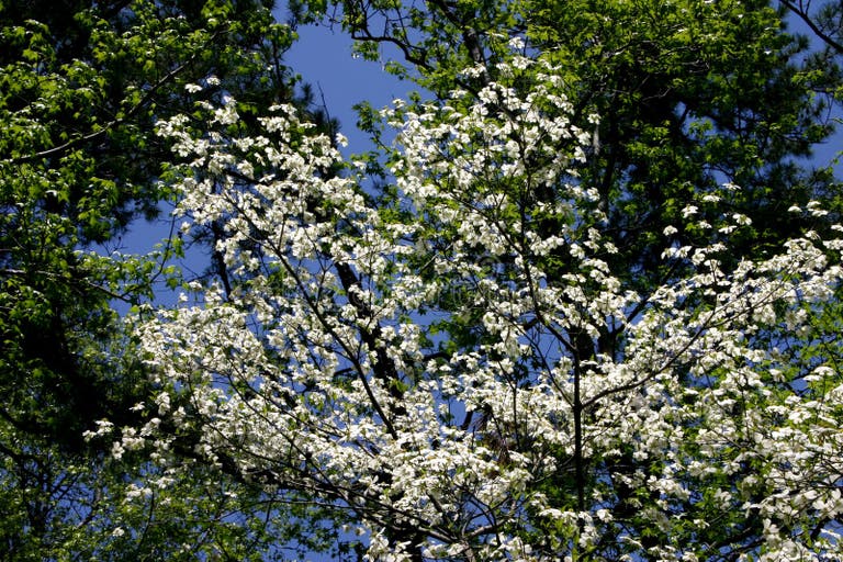 1,375 Spring Dogwood Trees Stock Photos - Free & Royalty-Free Stock ...