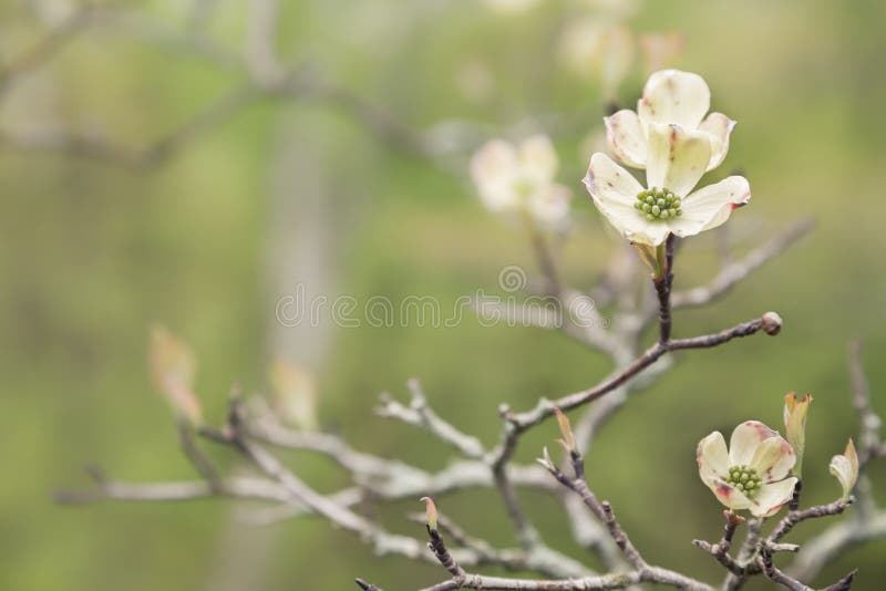 White Dogwood stock photo. Image of spring, branch, dogwood - 125122276