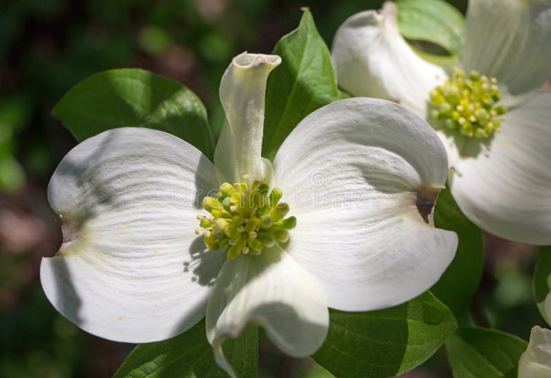 White Dogwood Flower in Bloom Stock Image - Image of filtered, dogwood ...