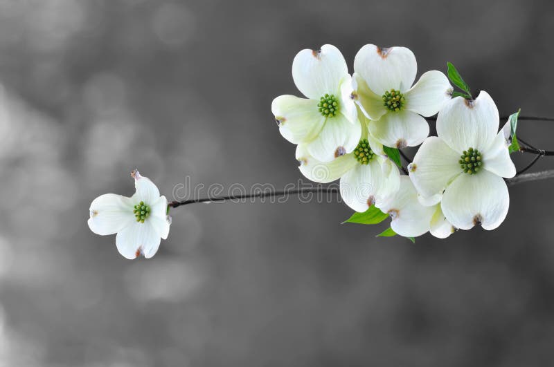 White Dogwood Flowers in Spring Stock Photo - Image of closeup, green ...