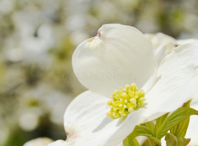 White dogwood tree flowers stock photo. Image of deciduous - 45470918