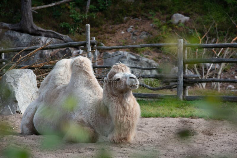 White Domestic Bactrian Camel Laying on the Ground in the Zoo Stock ...