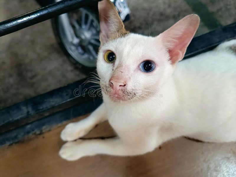 A White Domestic Cat with Heterochromia (different Colored Eyes) Stock ...