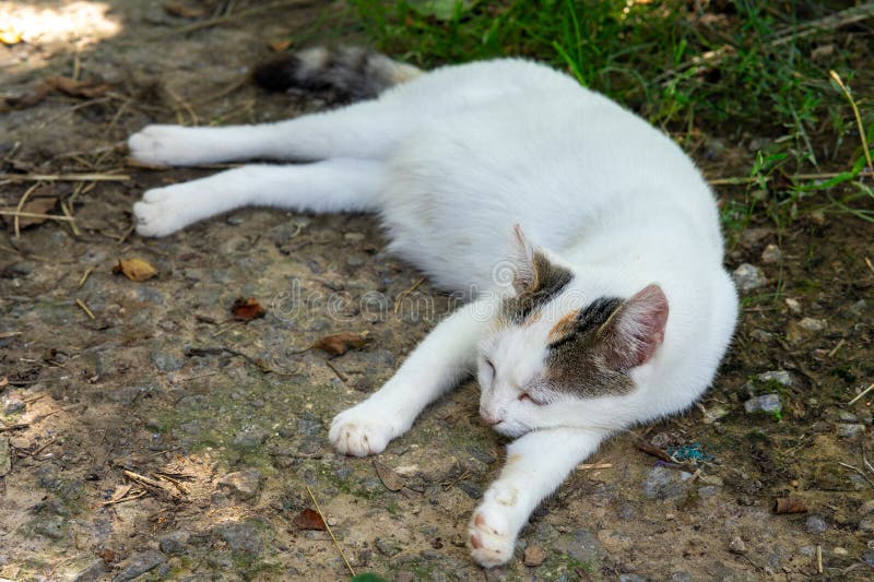A White Domestic Cat is Napping in the Park Stock Photo - Image of ...