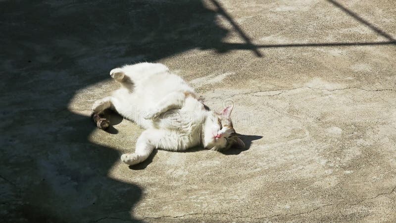 White Domestic Cat Rolling on Her Back on the Concrete Floor Stock ...