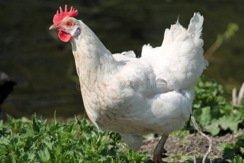 White Domestic Chicken with Red Comb Stock Photo - Image of summer ...