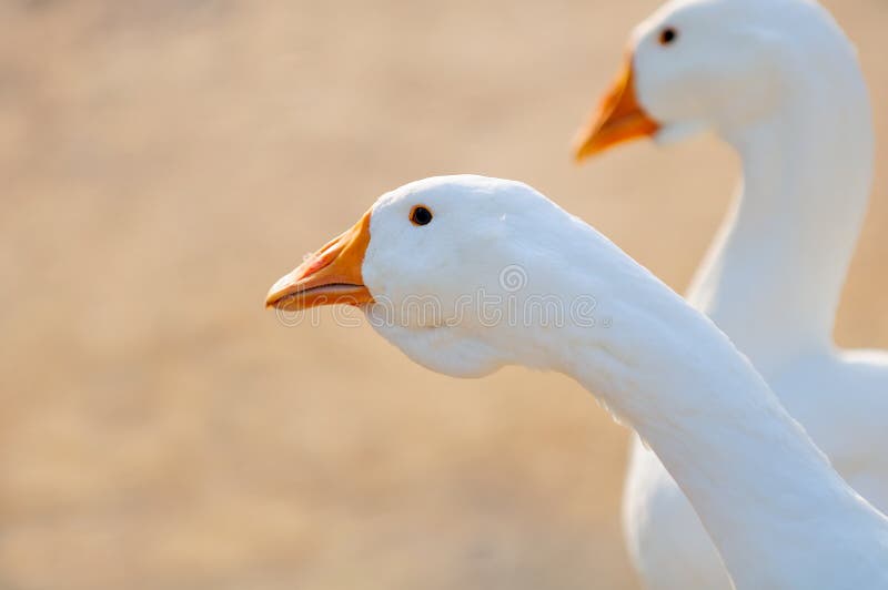 White Domestic Geese Close-Up Stock Photo - Image of animal, feathers ...