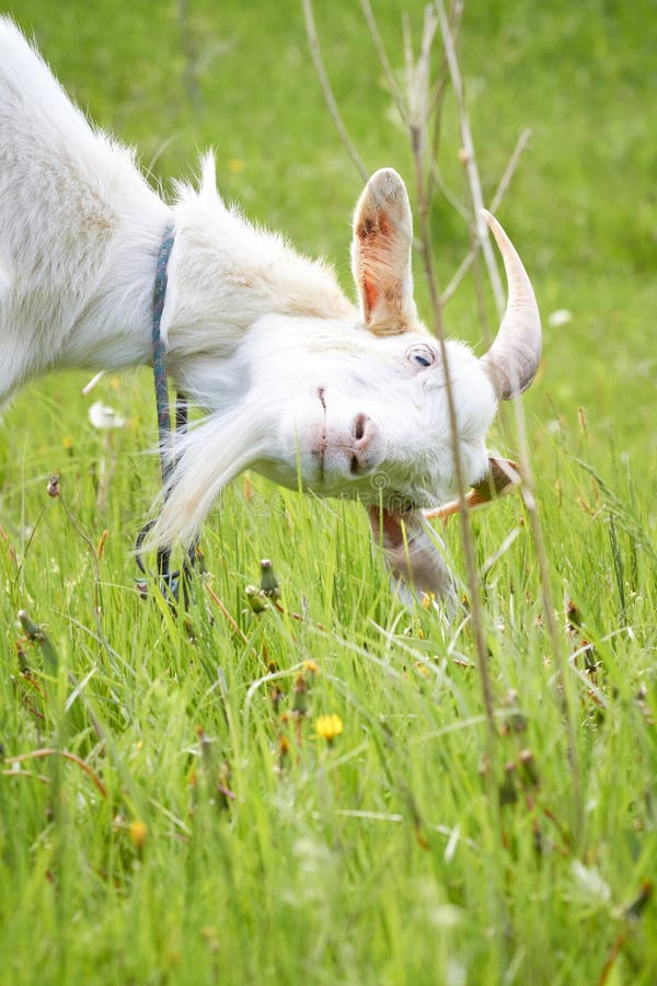 The White Domestic Goat Amusingly Turns His Head Sideways and Looks ...