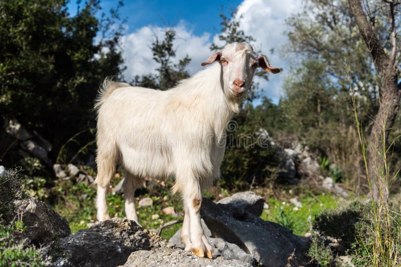 White Domestic Goat in Turkey Stock Photo - Image of eukaryotic ...