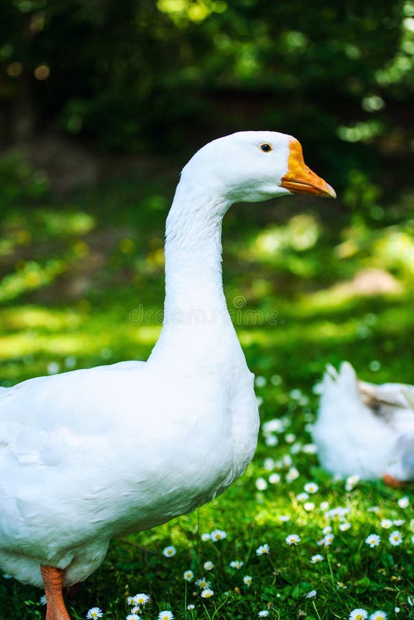 White domestic goose stock photo. Image of domestic - 156048418