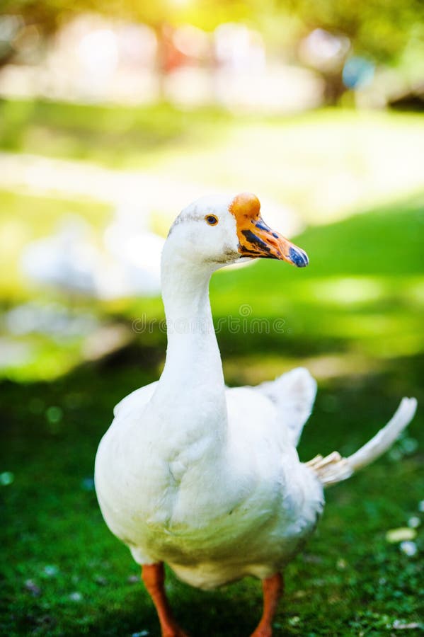 White Domestic Goose on a Green Meadow with Flowers Stock Image - Image ...