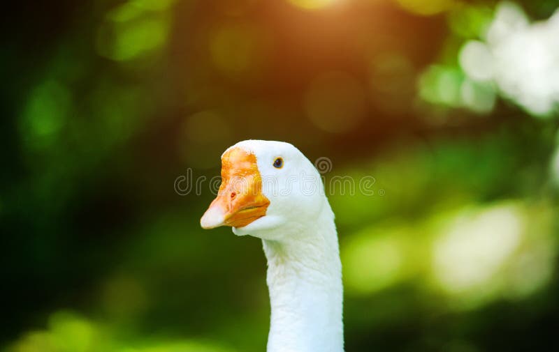 White Domestic Goose on a Green Meadow with Flowers Stock Image - Image ...