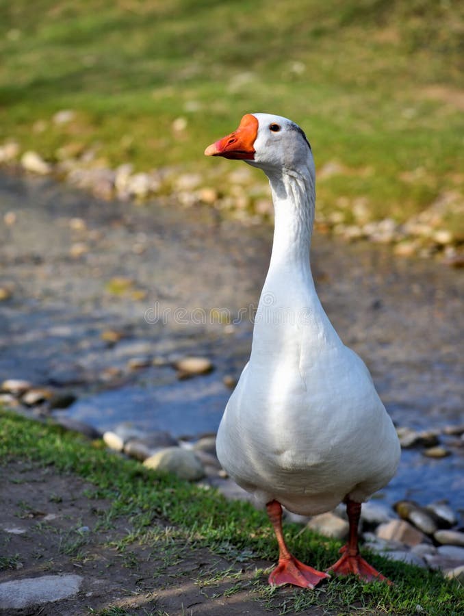 169 Beautiful White Goose Closeup Looking Camera Stock Photos - Free ...