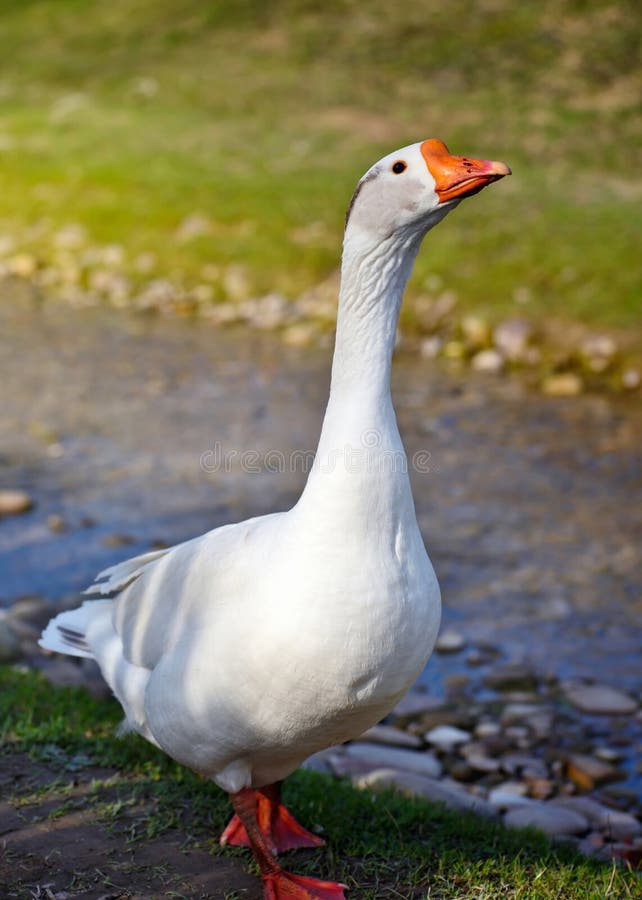 180 Beautiful White Goose Closeup Looking Camera Stock Photos - Free ...