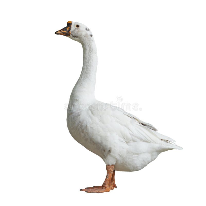 White Domestic Goose On White Background Stock Photo - Image: 56867330