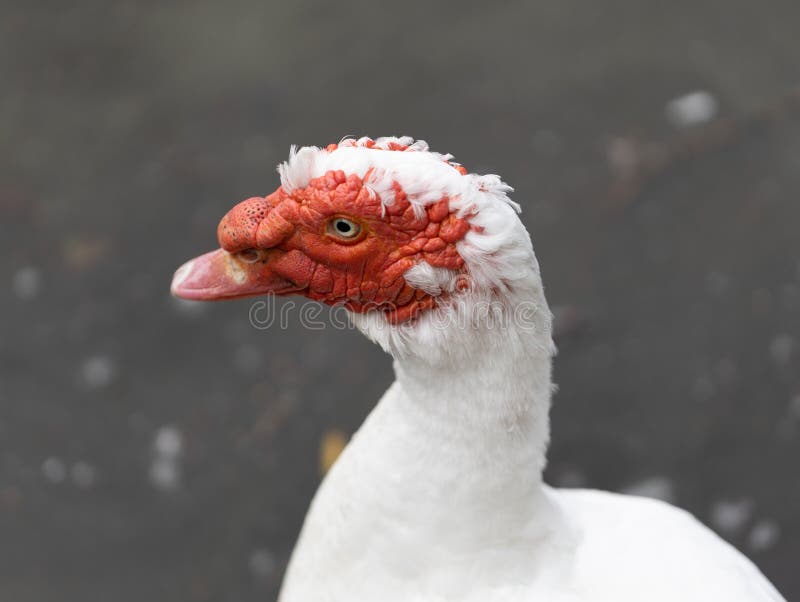 White Domestic Muscovy Duck Stock Photo - Image of looking, muscovy ...