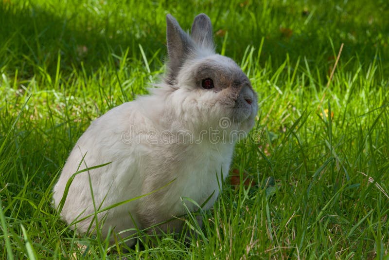 White domestic rabbit stock image. Image of grass, eastern - 25215103