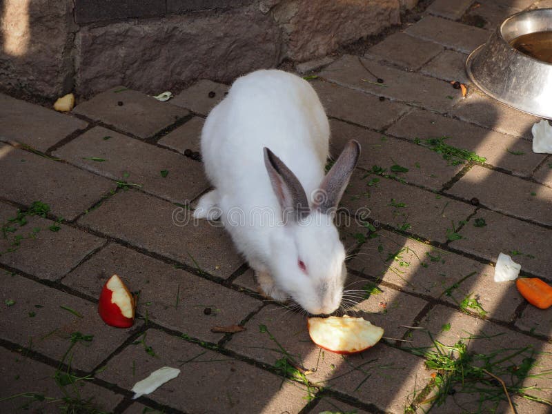 White Domestic Rabbit with Red Eyes Eating Apple Stock Image - Image of ...