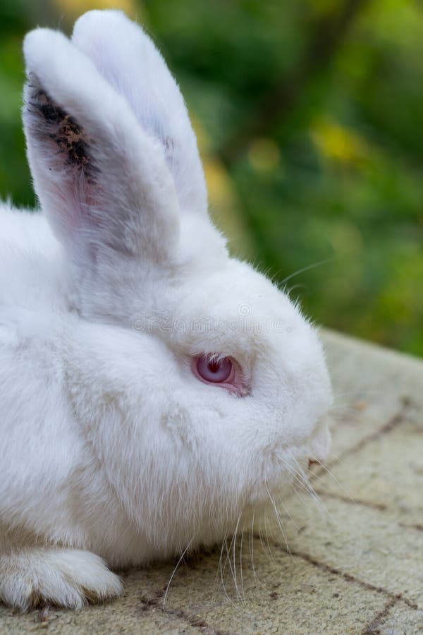 White Domestic Rabbit with Red Eyes Stock Image - Image of domestic ...