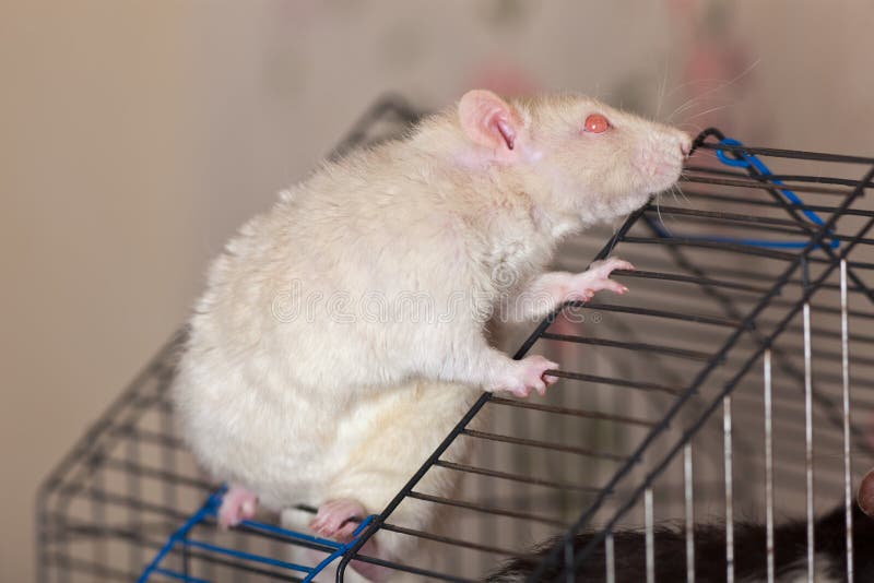 The white domestic rat stock photo. Image of cute, white - 19687964