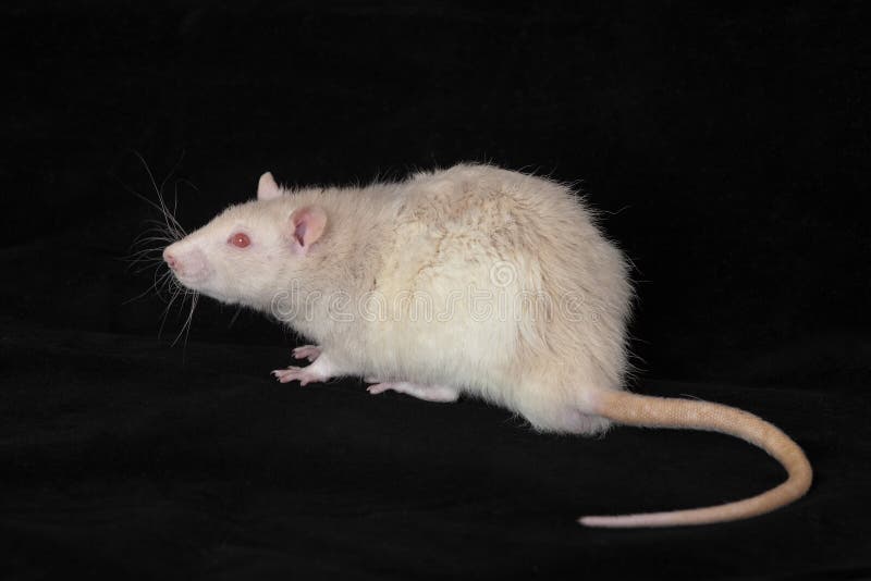 White domestic rat stock photo. Image of studio, whisker - 25100028